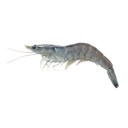 Frozen Premium Obsiblue Blue Prawn 21-30pcs - Classic Fine Foods